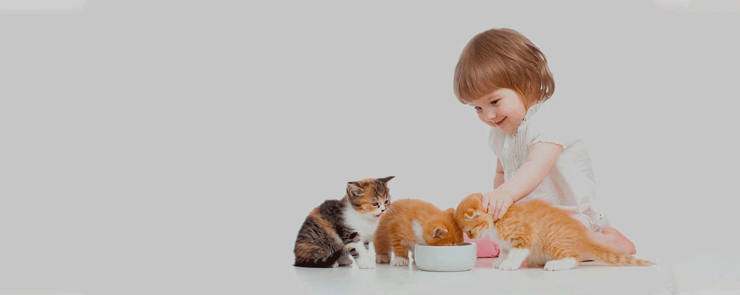 Paws and Play: The Unbreakable Bond Between Humans and Their Pets
